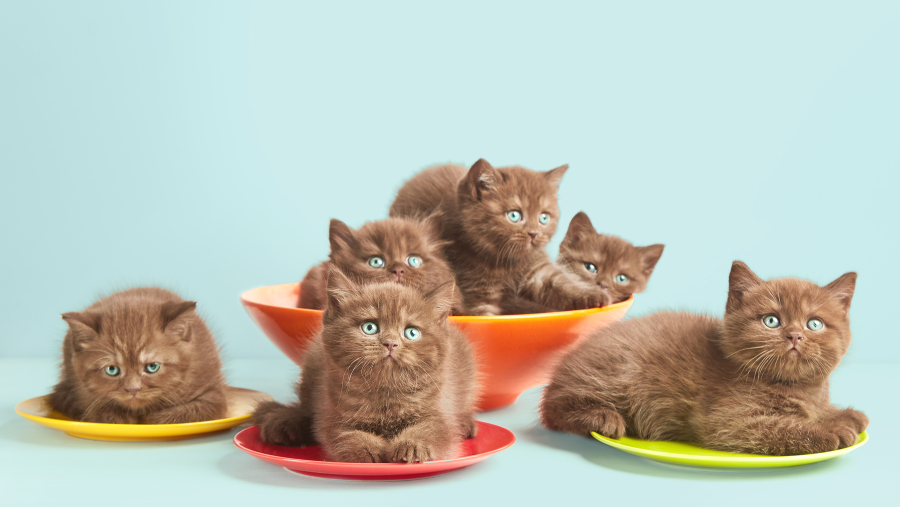 Round-the-year cattery | Willow Tree Cattery | Family run cat ...